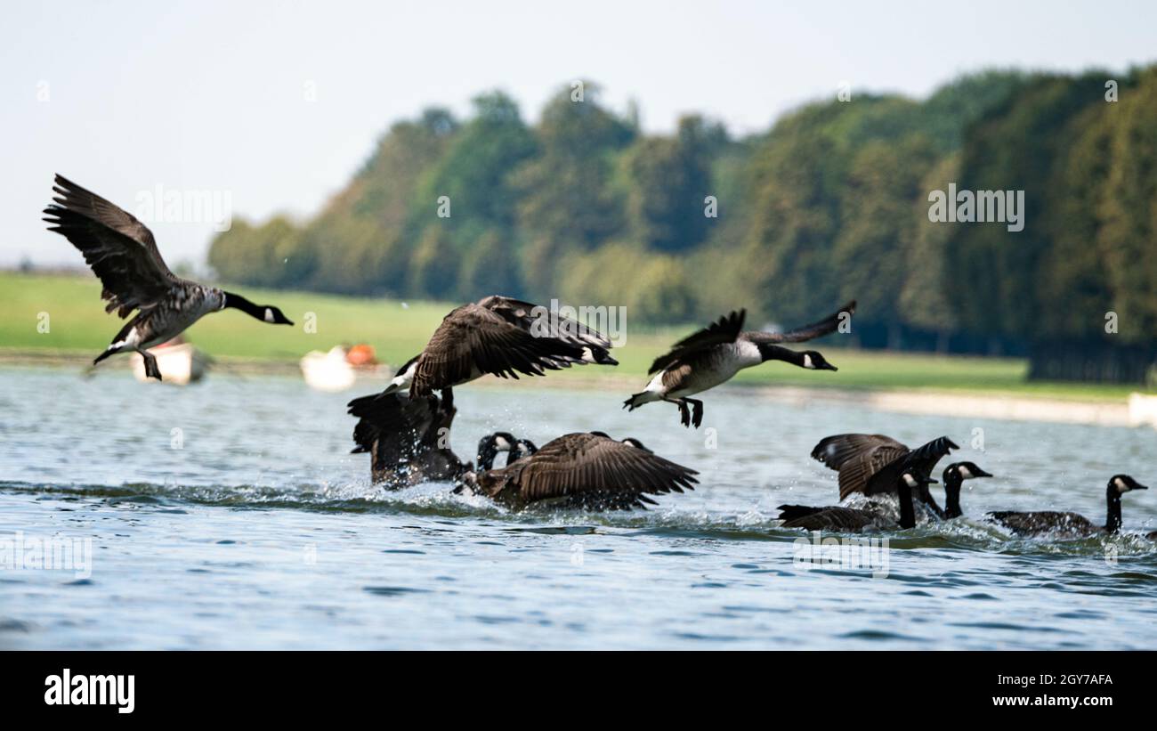 Landing gooses hi-res stock photography and images - Alamy