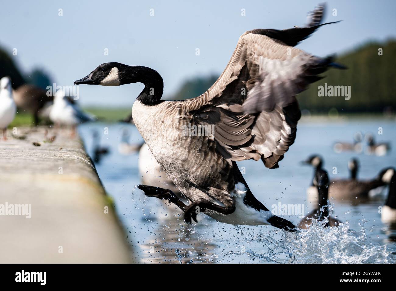 canadian wild goose landing Stock Photo - Alamy