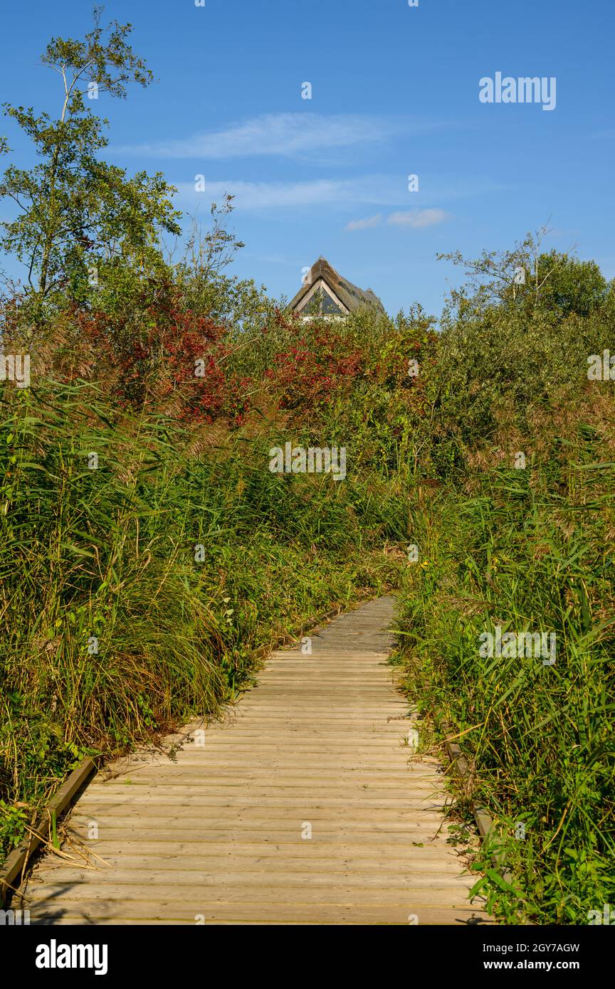 Tall, dense vegetation and a wooden pathway to Broadland Conservation ...