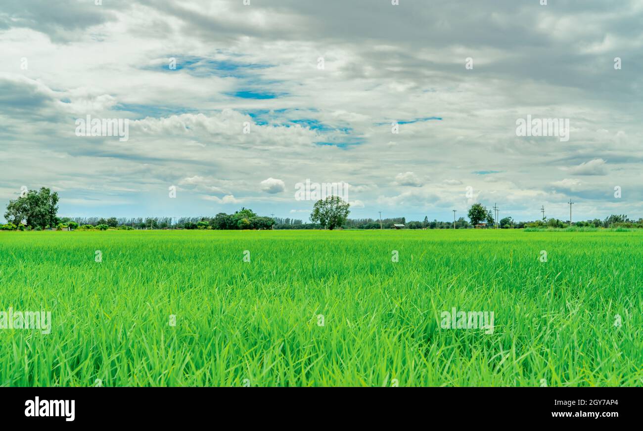 Landscape green rice field. Rice farm in rural. Green rice paddy field ...