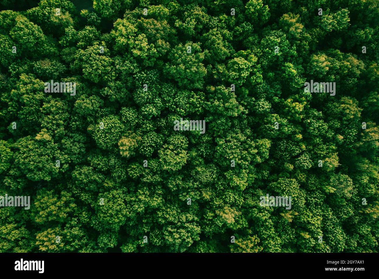 Summer in forest aerial top view. Mixed forest, green deciduous trees ...