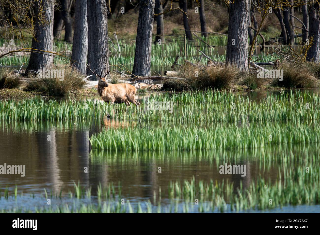 Stag do spain hi-res stock photography and images - Alamy