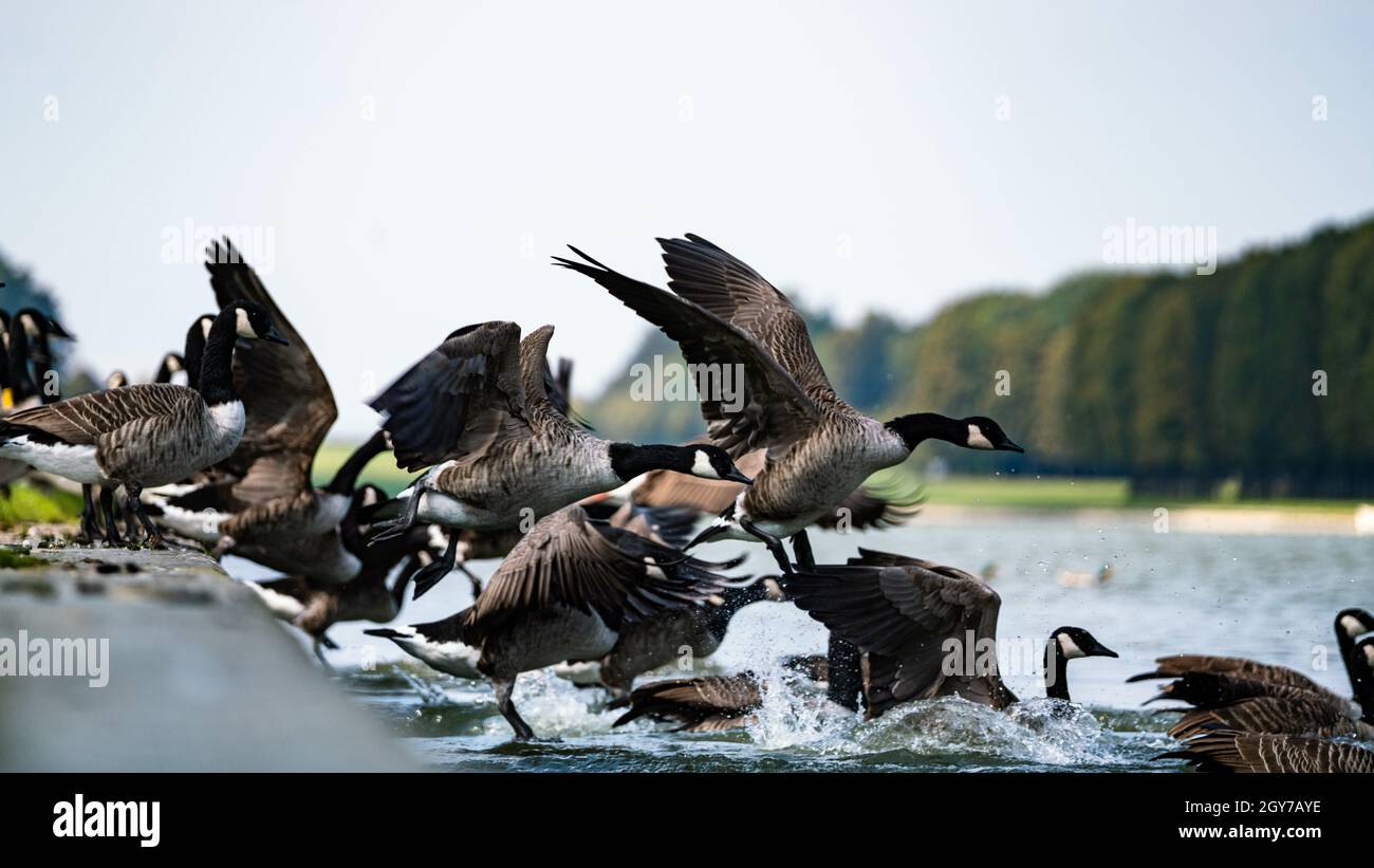 canadian wild gooses landing in water Stock Photo - Alamy
