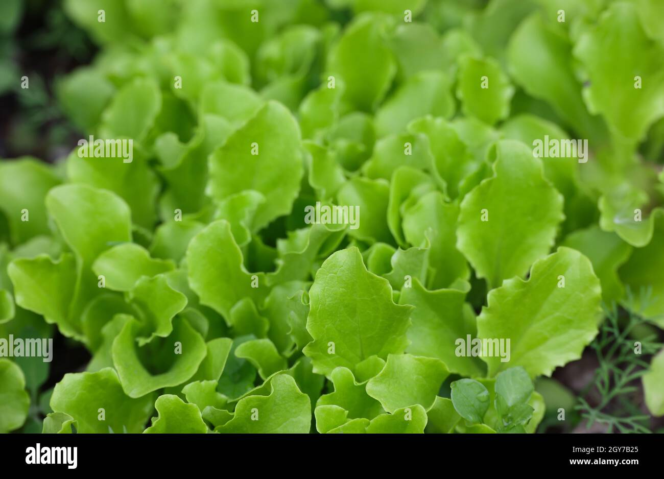 Open Ground Vegetable Garden High Resolution Stock Photography and ...