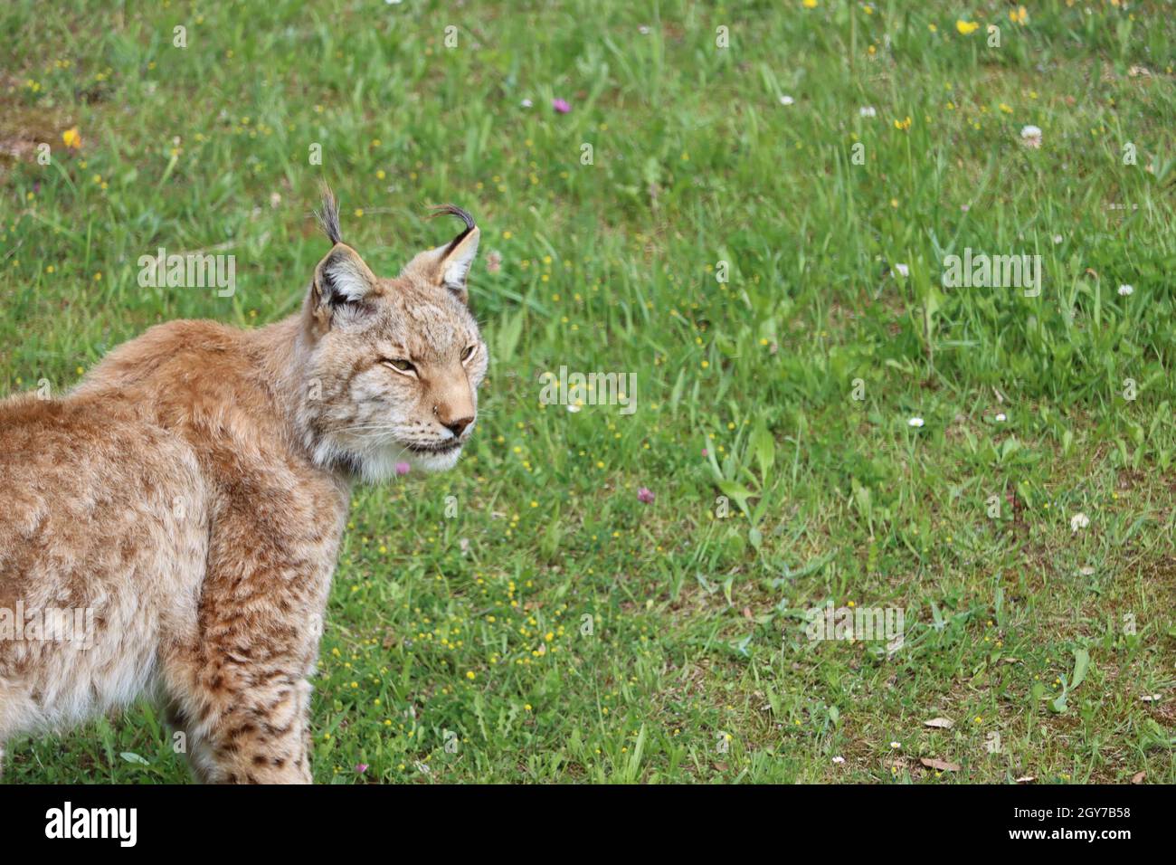 beautiful big cat lynx wild freedom fear danger extinction Stock Photo ...