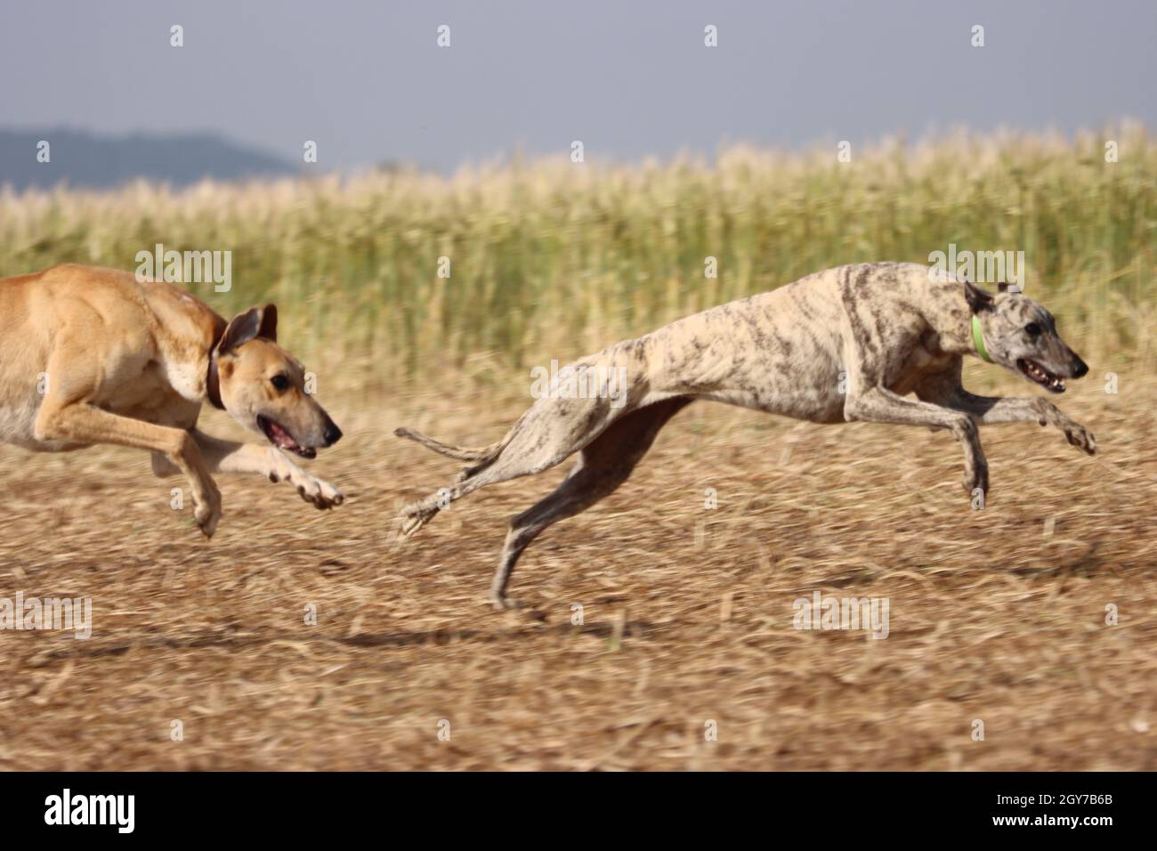Spanish greyhound dog race hare hunting speed delivers passion Stock ...