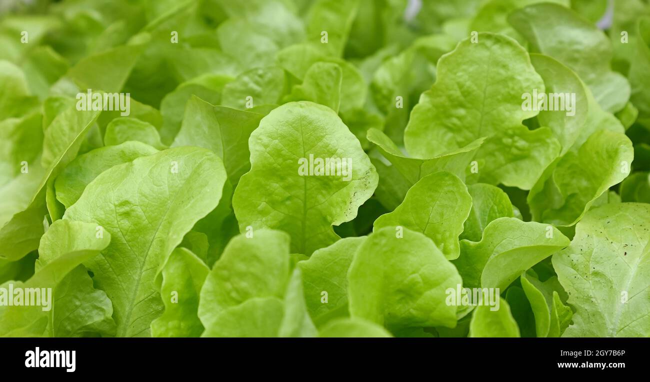 Open Ground Vegetable Garden High Resolution Stock Photography and ...