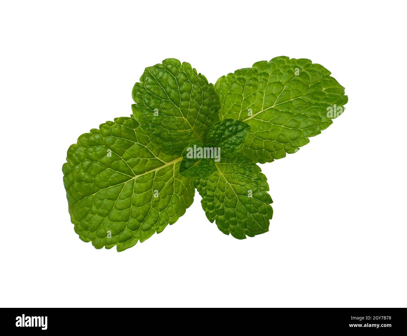 Close up one fresh green mint veaves branch isolated on white ...