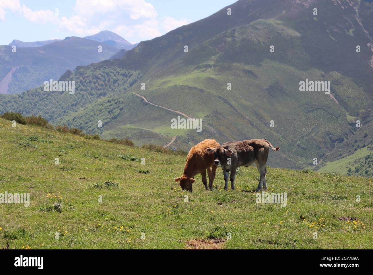 beautiful cows eating green grass feeding to give milk and meat Stock ...