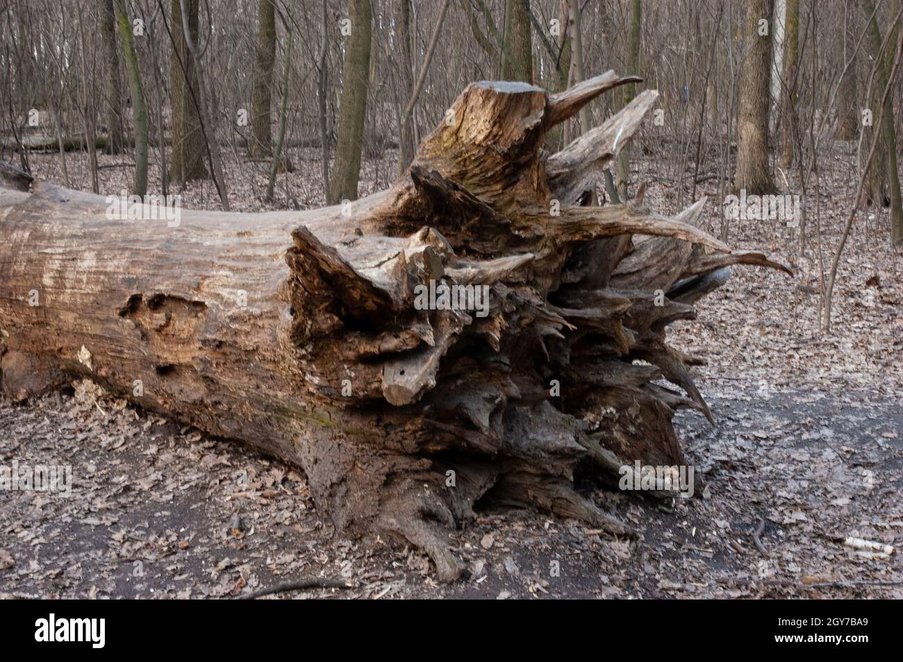 in the forest lies a log with sprawling remnants of roots Stock Photo ...