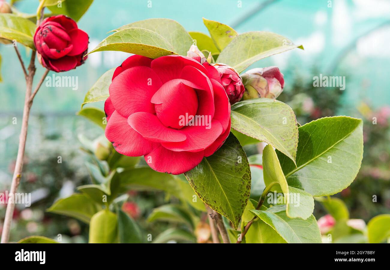 Beautiful red camellia flowers cultivated inside a greenhouse Stock ...