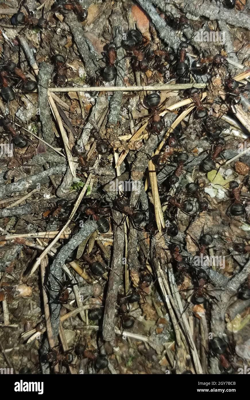 Work life forest ants in hi-res stock photography and images - Alamy