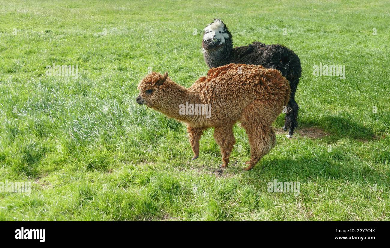Two alpacas hi-res stock photography and images - Alamy