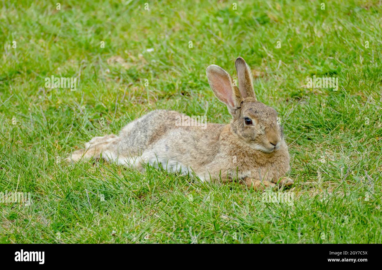 Hare resting hi-res stock photography and images - Alamy