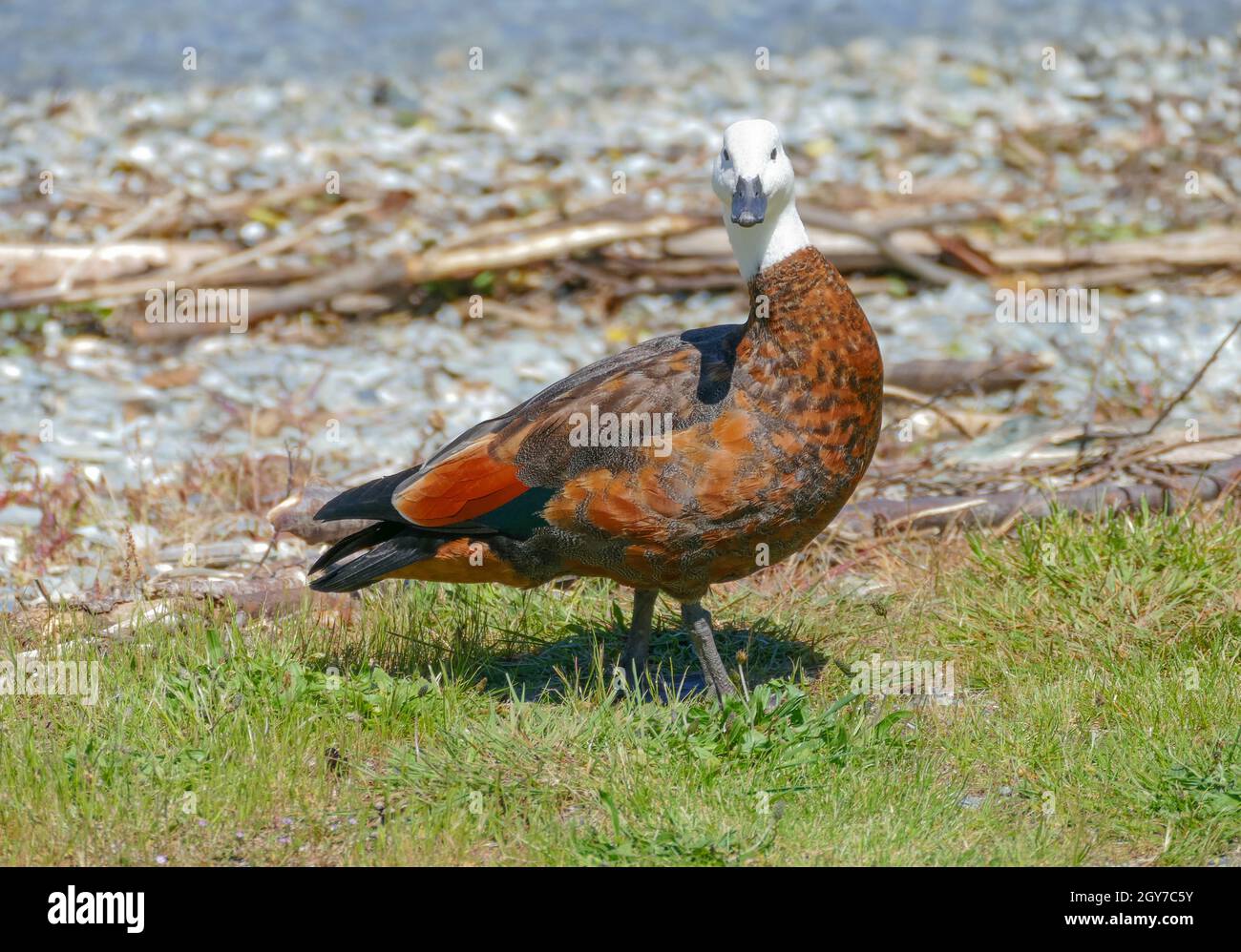 Female Paradise shelduck seen in New Zealand Stock Photo - Alamy