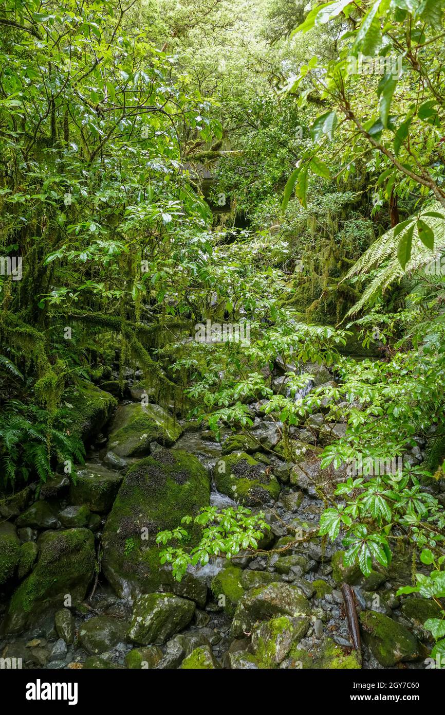 Jungle scenery hi-res stock photography and images - Alamy