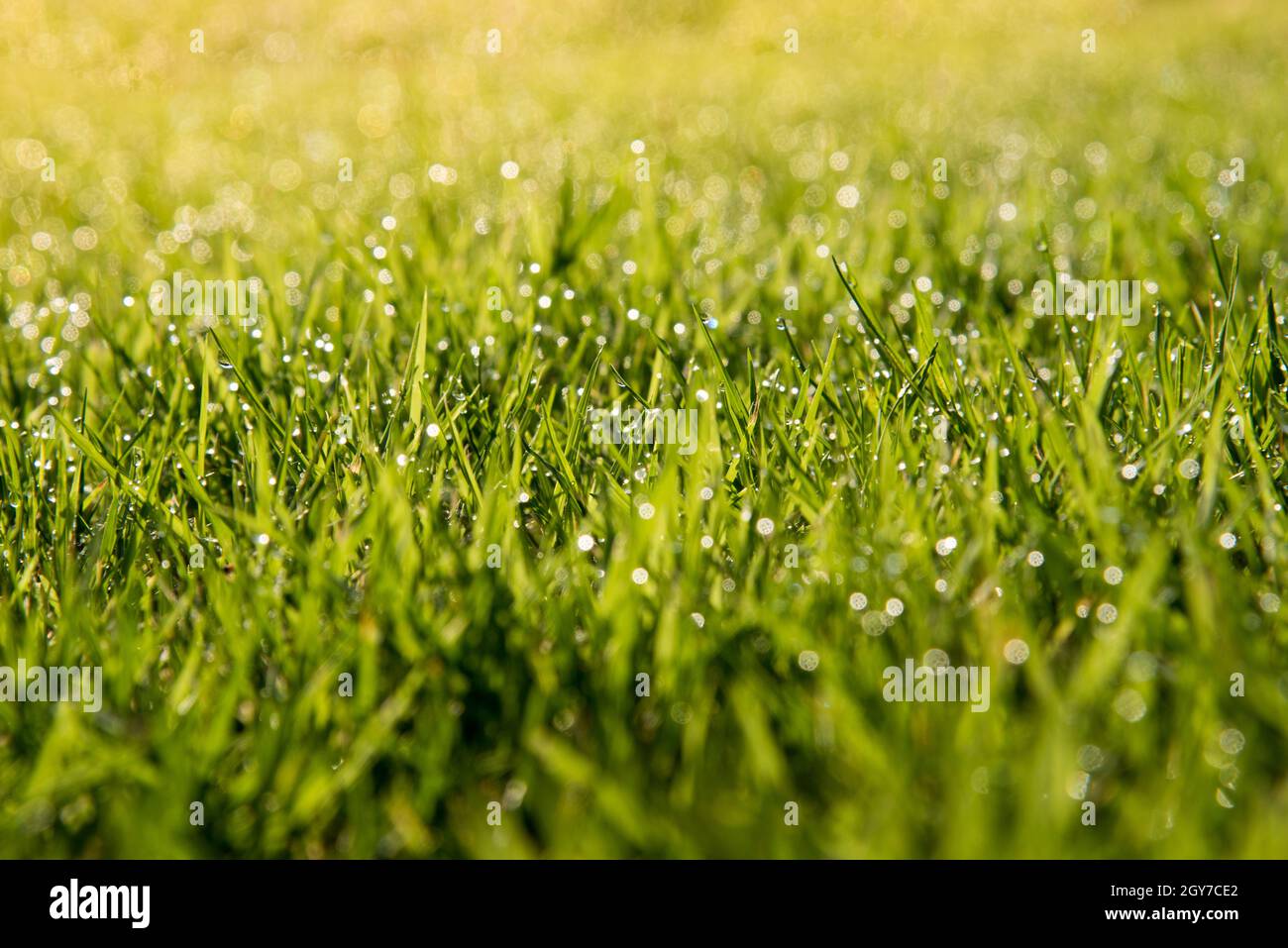Grass Background : Abstract natural background green grass with a ...