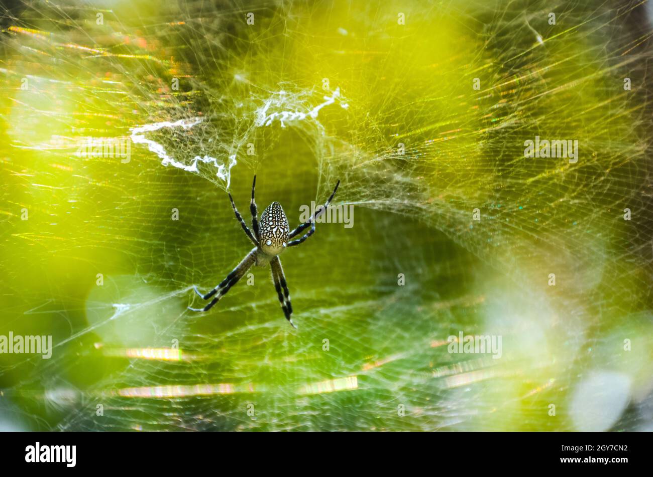web and spider on a colorful sky. the art of web from spider with the ...