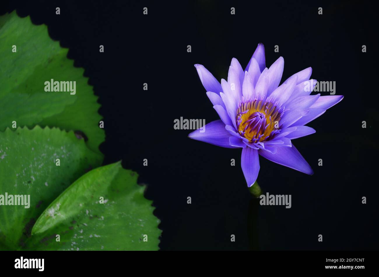 Violet water lilly hi-res stock photography and images - Alamy