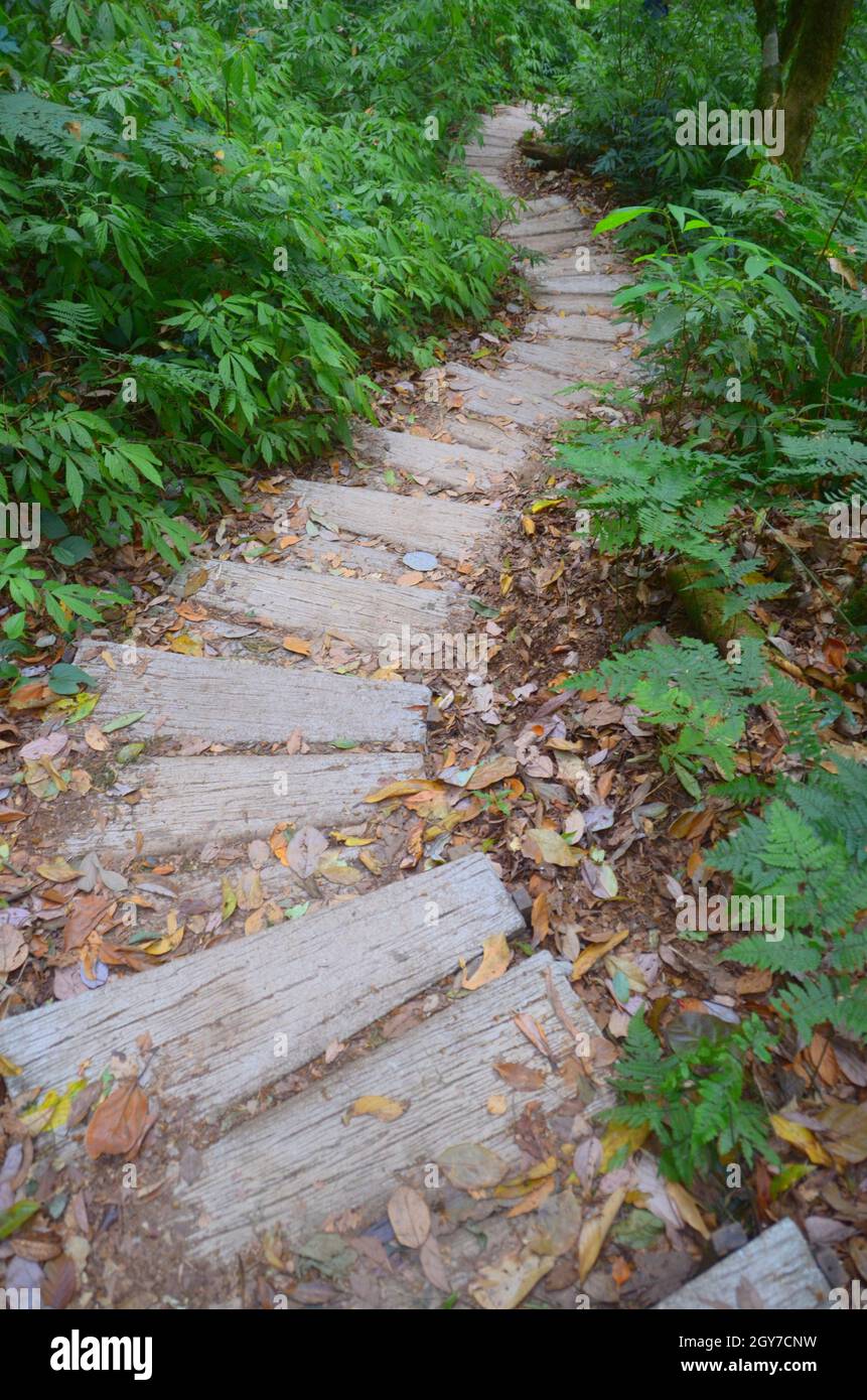 pathway to the wood Stock Photo - Alamy