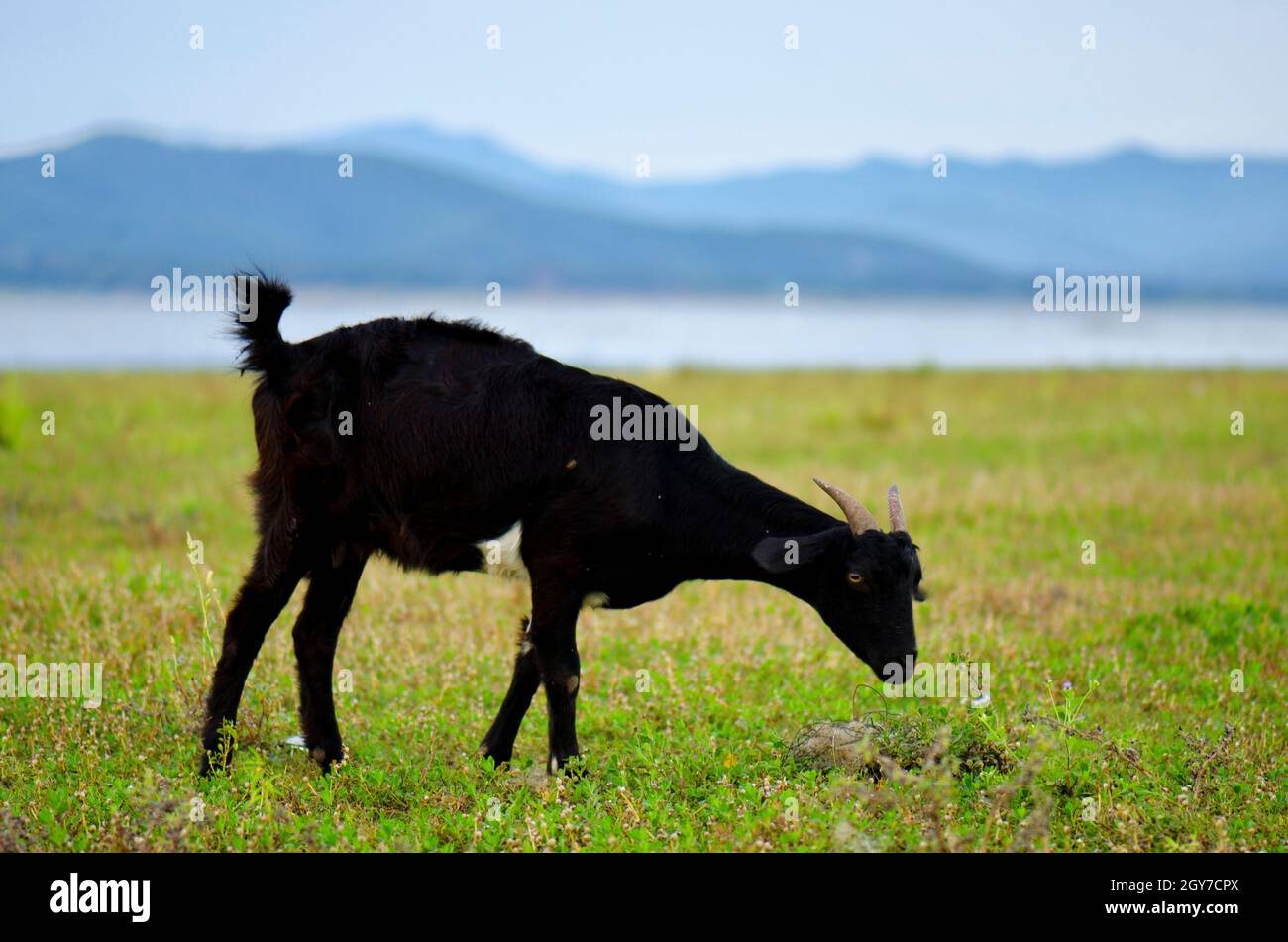 black goat on a pasture. eating grass on a daylight Stock Photo - Alamy