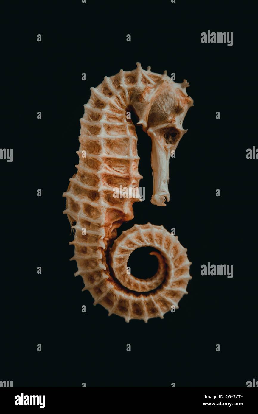 Seahorse skeleton hi-res stock photography and images - Alamy