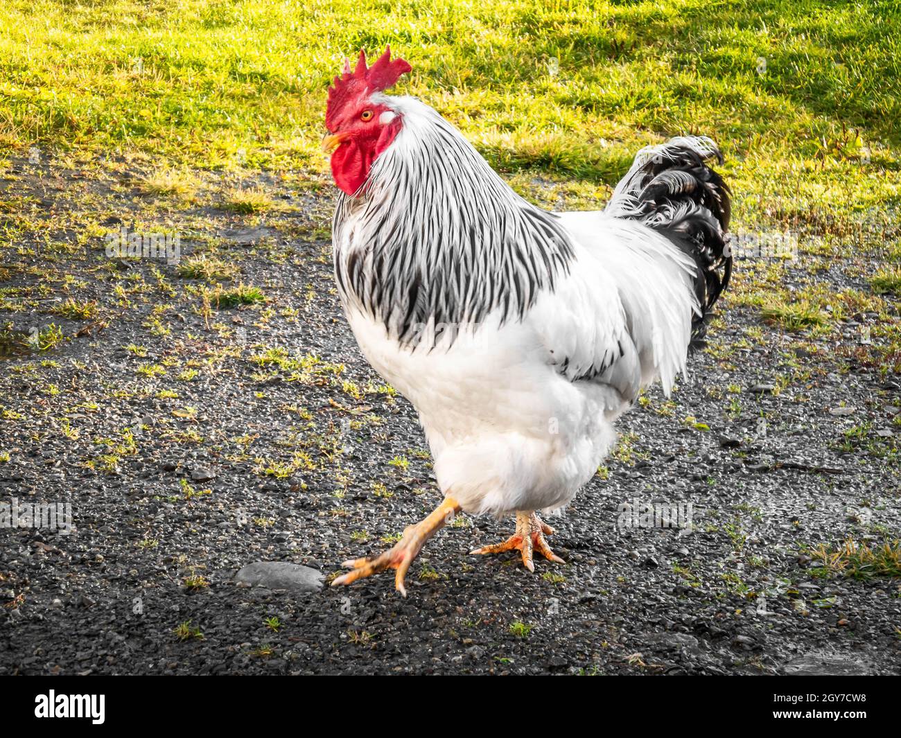 A large healthy free-range cage-free rooster with white and black ...