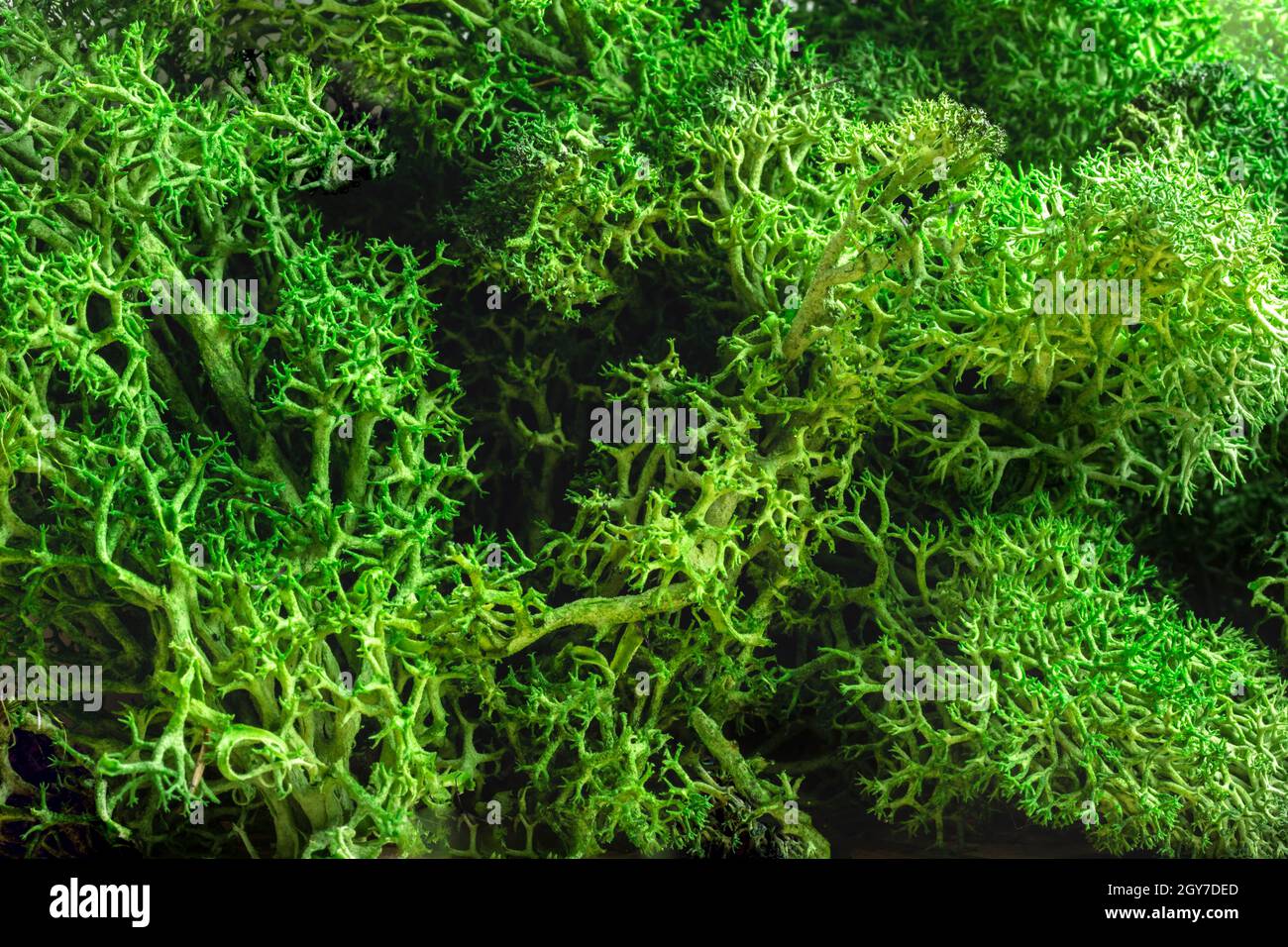 Moss texture, background, Natural green soft colored macro shot, modern ...