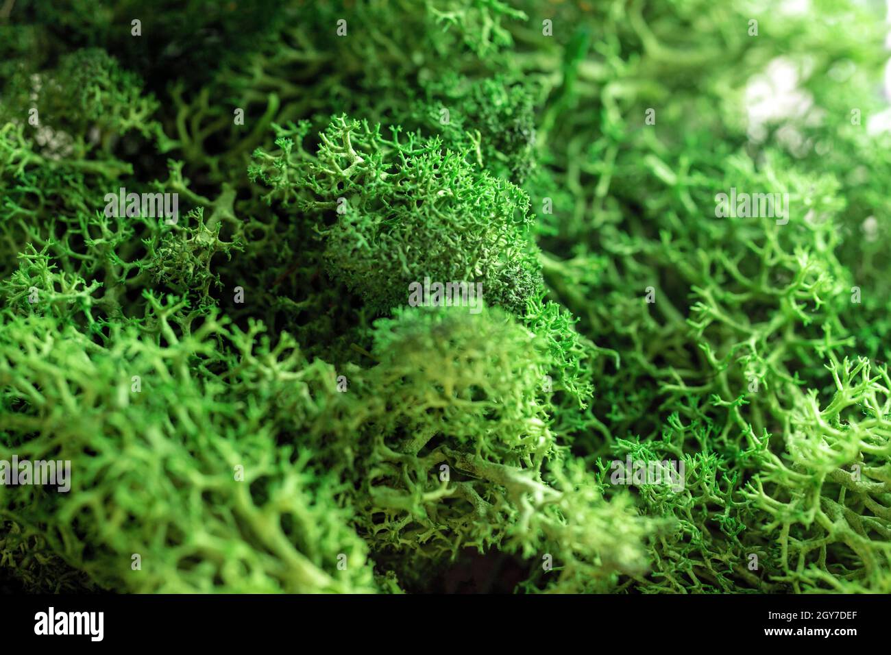Moss texture, background, Natural green soft colored macro shot, modern ...