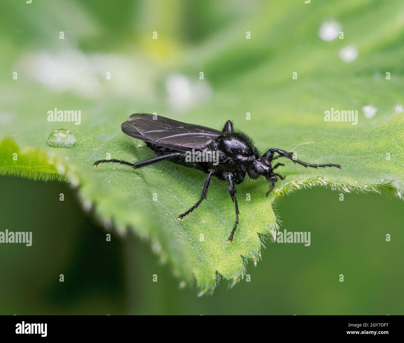 Closeup march fly bibio hi-res stock photography and images - Alamy