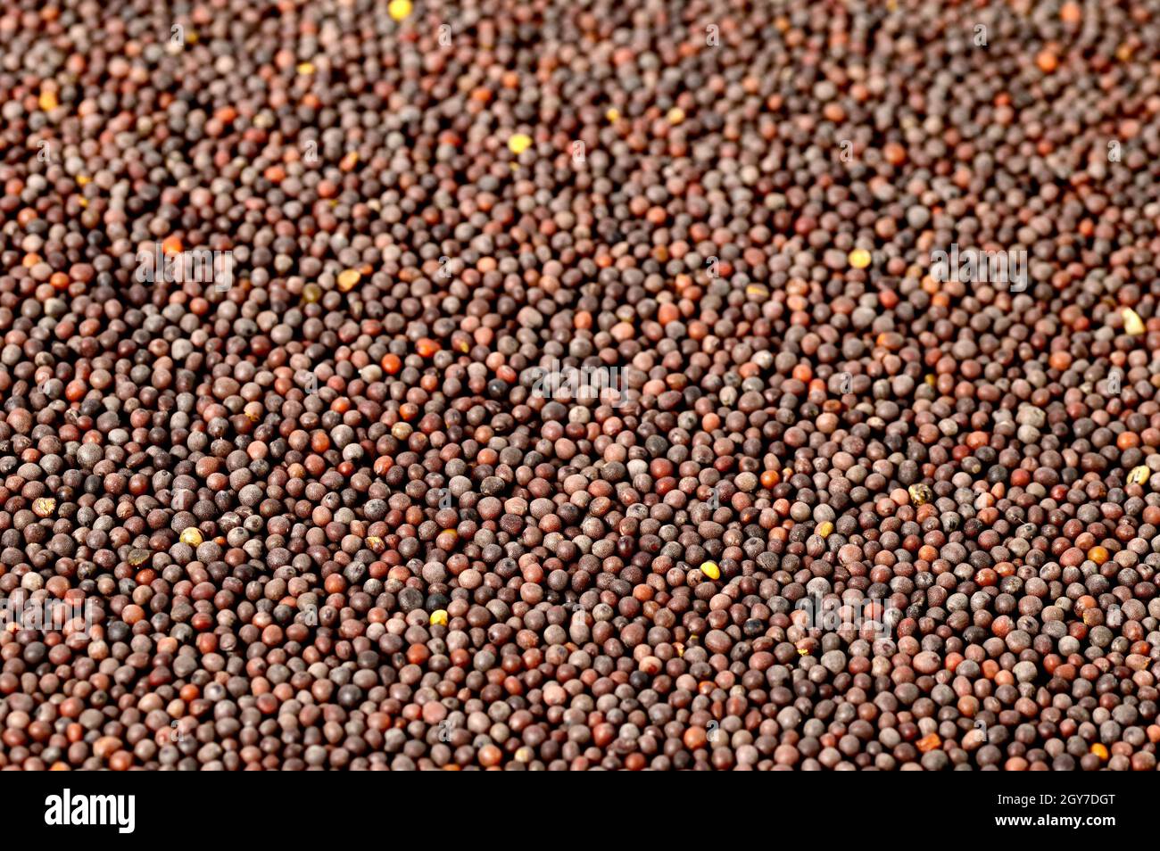 Brown Mustard Seeds on a white background Stock Photo - Alamy
