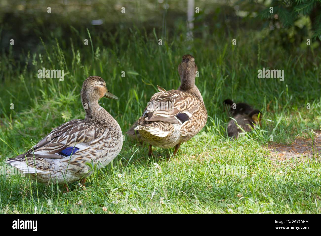 Mallard ducks with small ducklings in a living nature on the river on a ...
