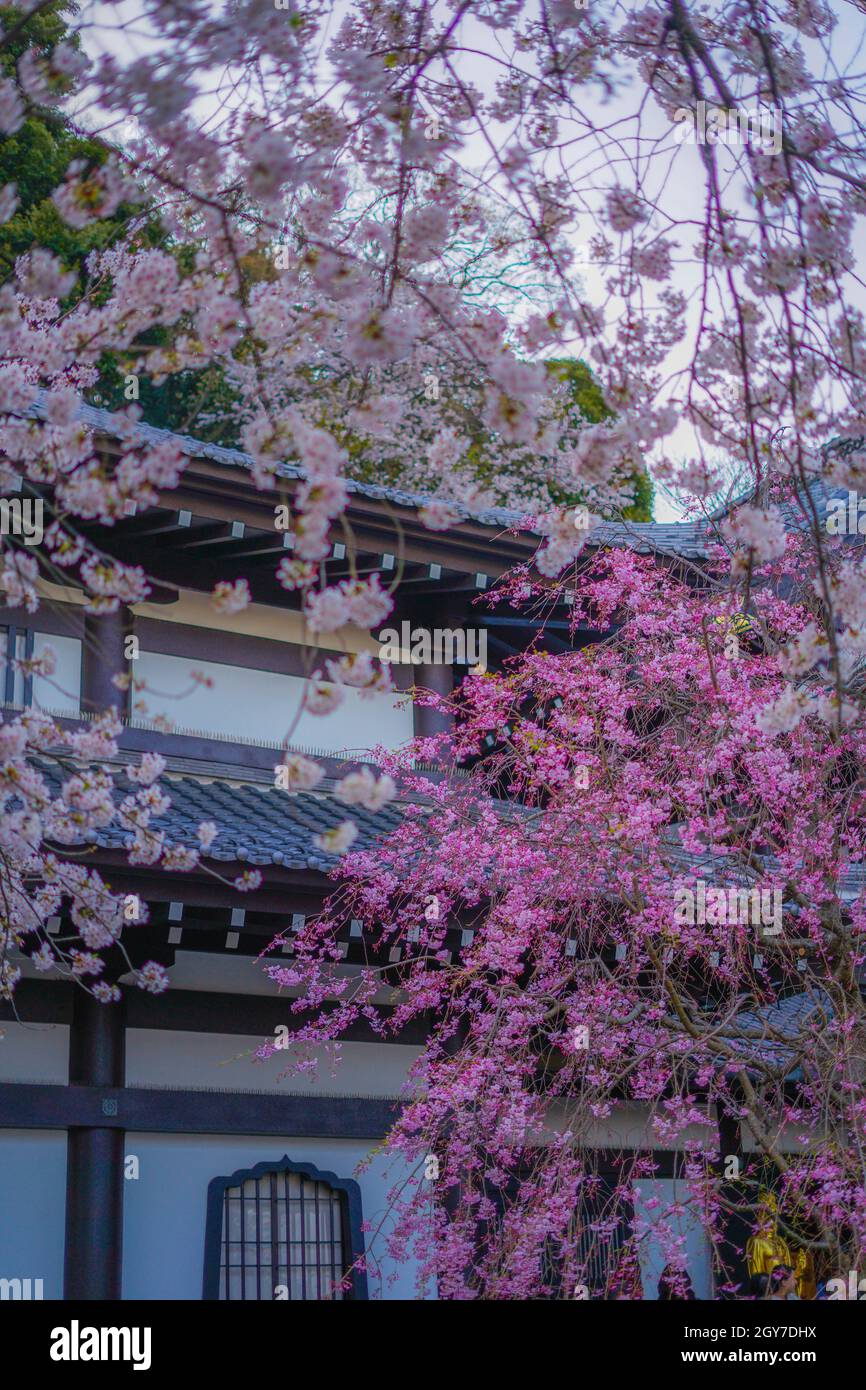 Full bloom of the cherry tree and Kamakura Hasedera landscape. Shooting ...