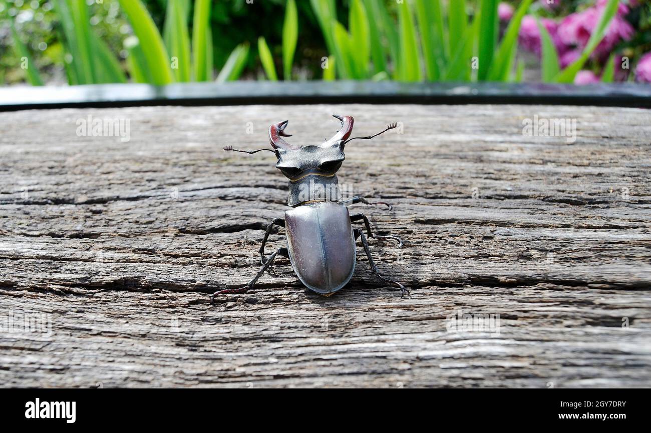 Prosopocoilus stag beetle hi-res stock photography and images - Alamy