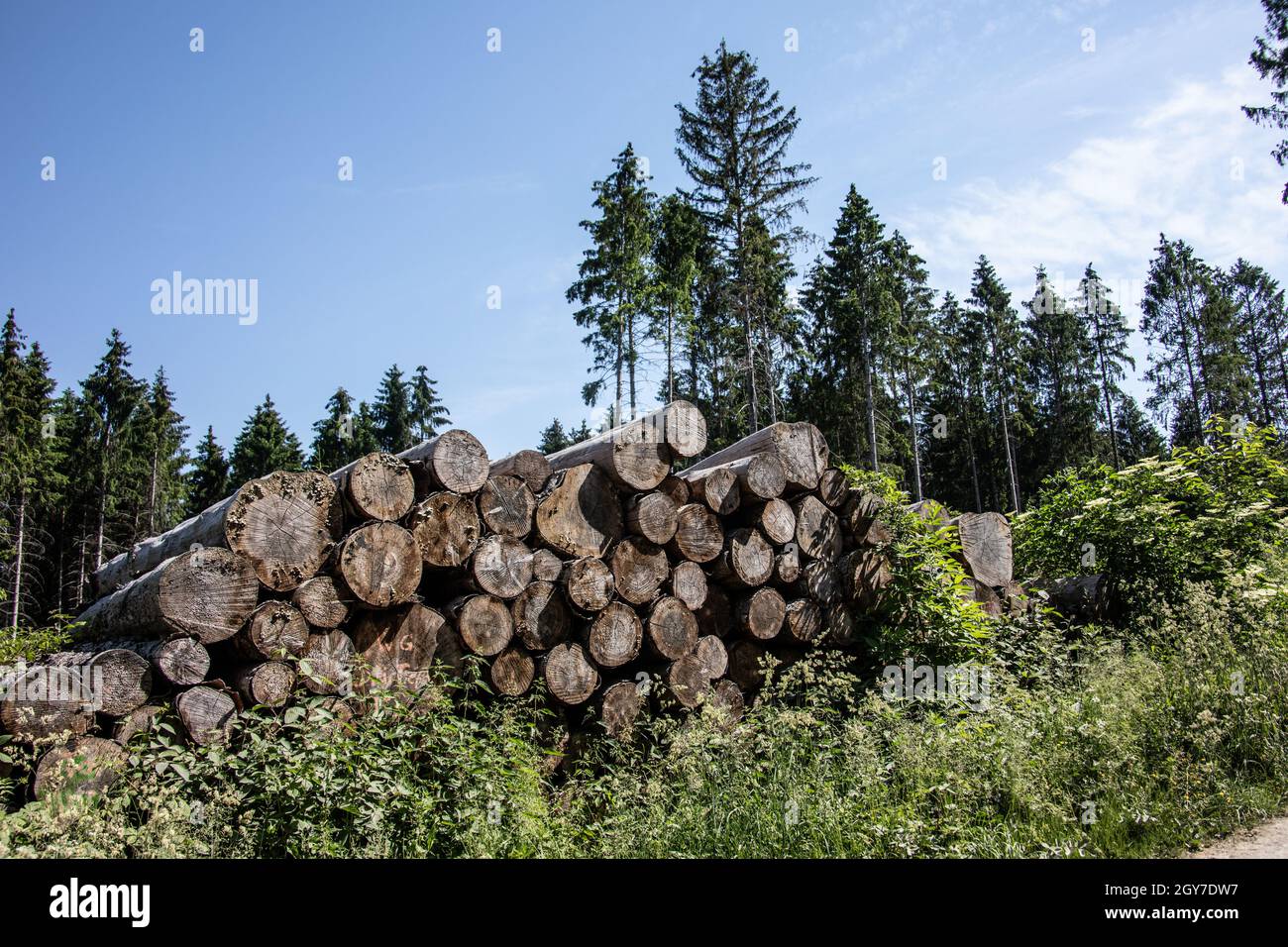 Logging work in the summer coniferous forest Stock Photo - Alamy