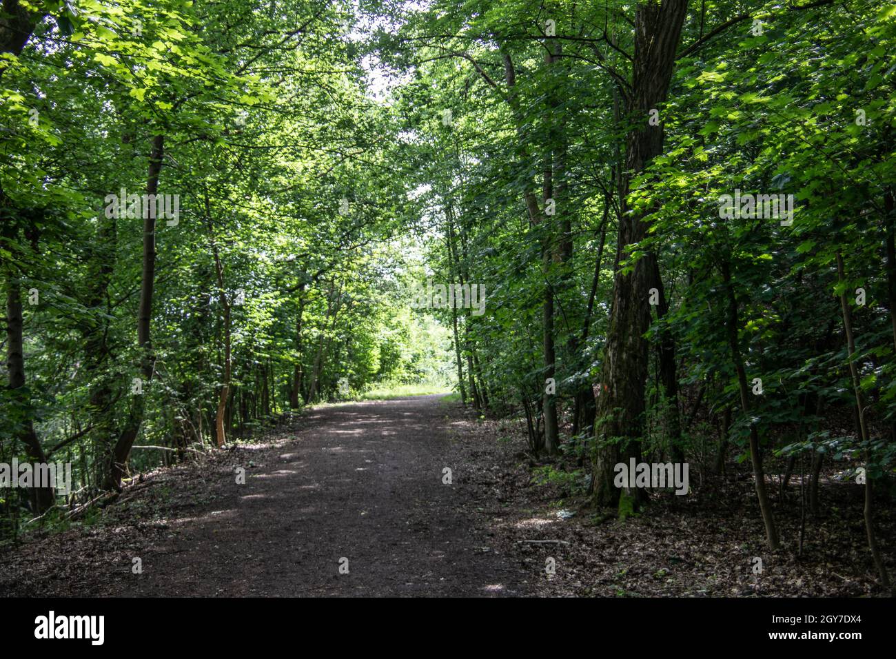 the sky and the branches of the ash turn on themselves Stock Photo - Alamy