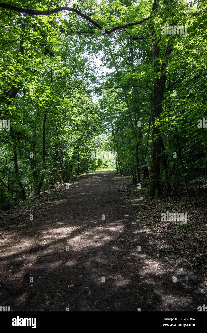 the sky and the branches of the ash turn on themselves Stock Photo - Alamy