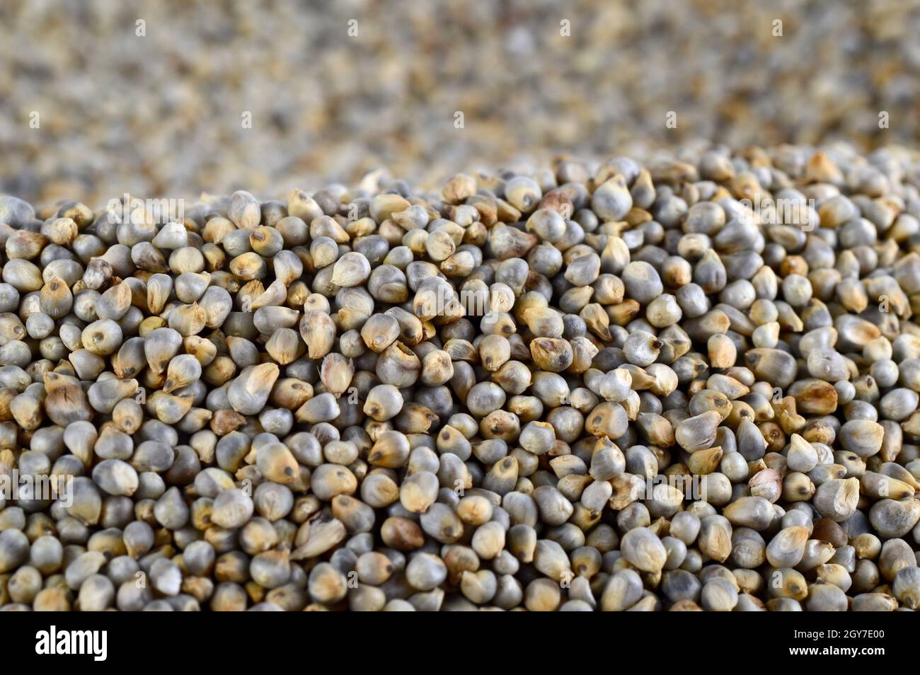 Pearl millet (Bajra) as background. Close up Stock Photo - Alamy