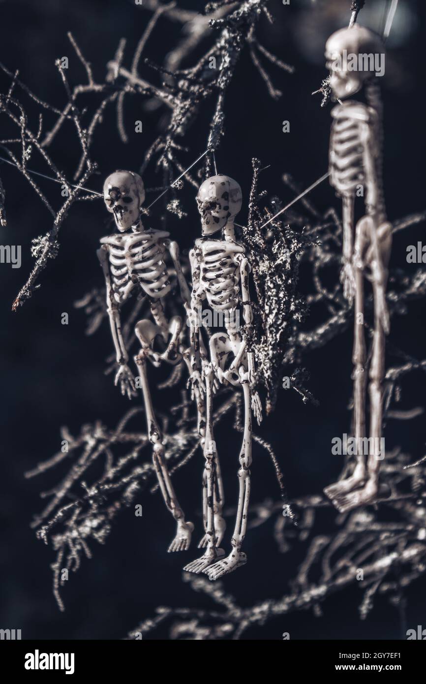 Tree skeletons from forest hi-res stock photography and images - Alamy