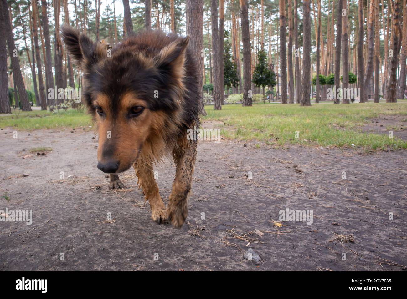 A cute homeless dog with cute eyes in a summer park. Adoption concept ...