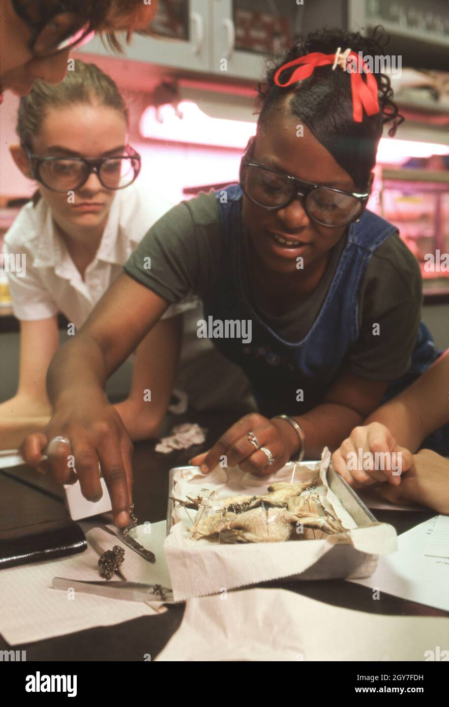Austin Texas USA, February 1995: Female lab partners dissect frog in ...