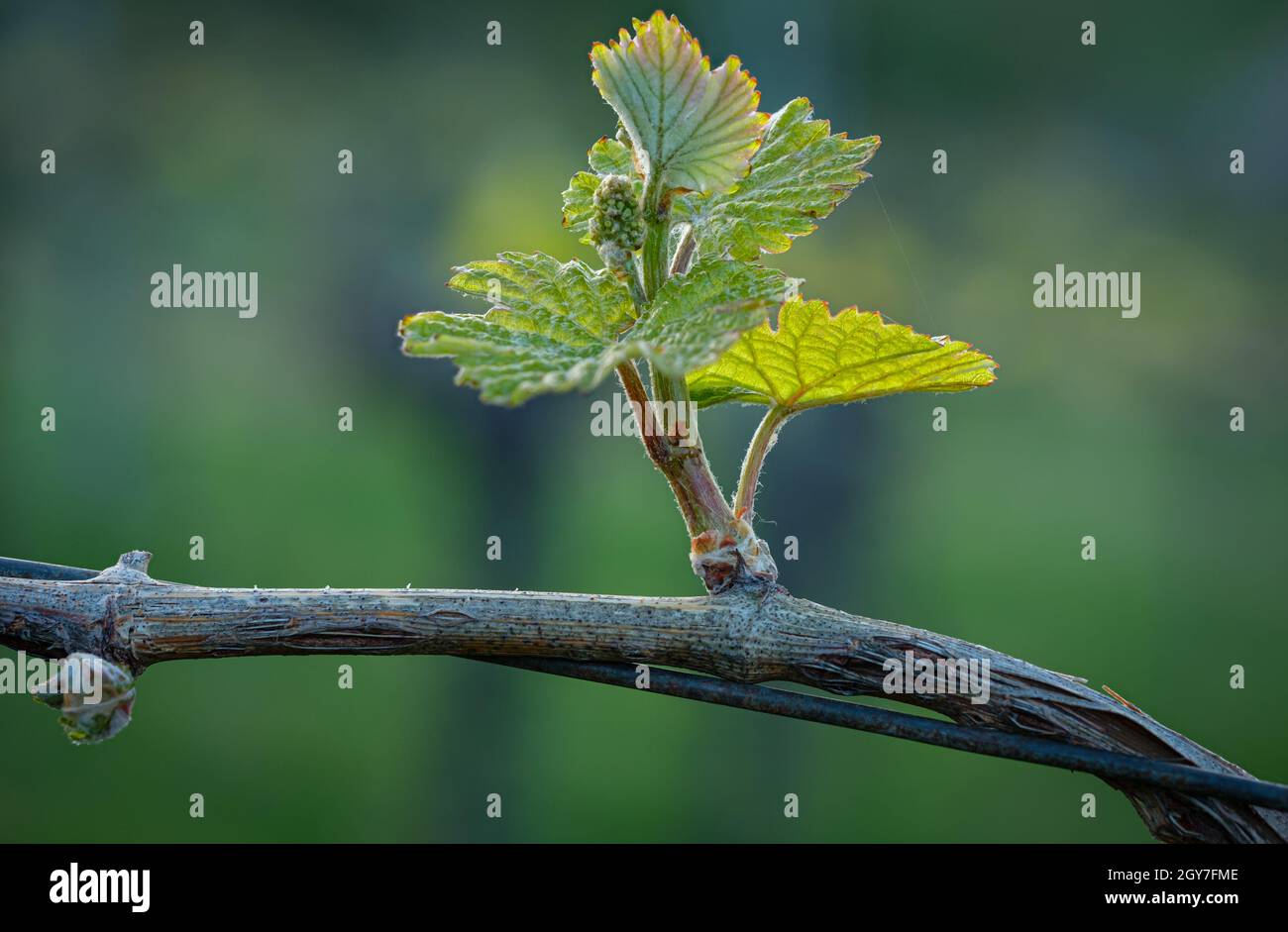 Bud of a grape vine plant in spring close-up Stock Photo - Alamy