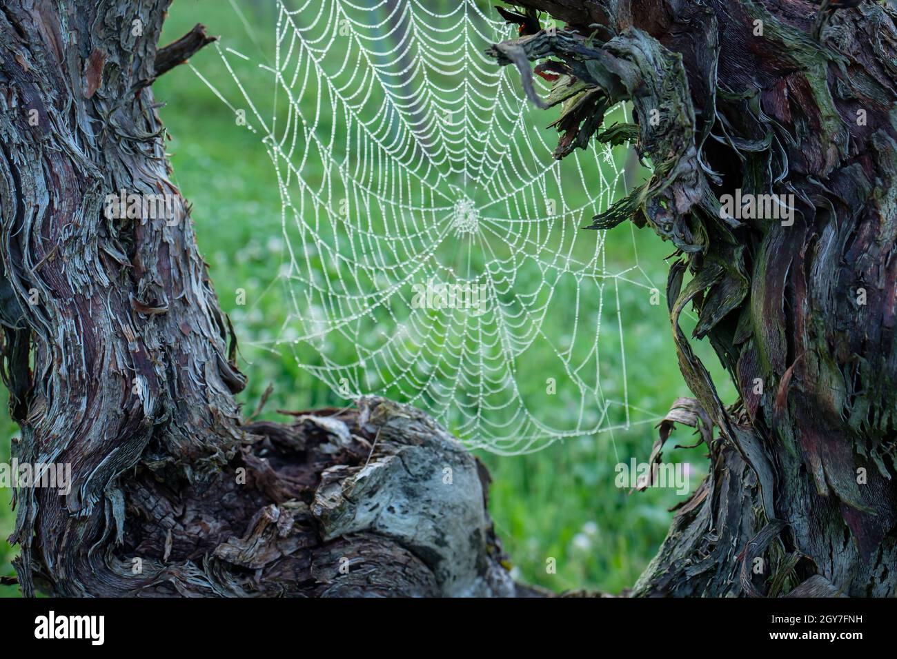 Old vines gnarled hi-res stock photography and images - Alamy