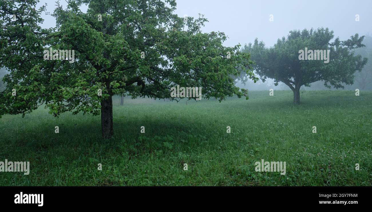 Orchard with apple trees in fog scene Stock Photo - Alamy