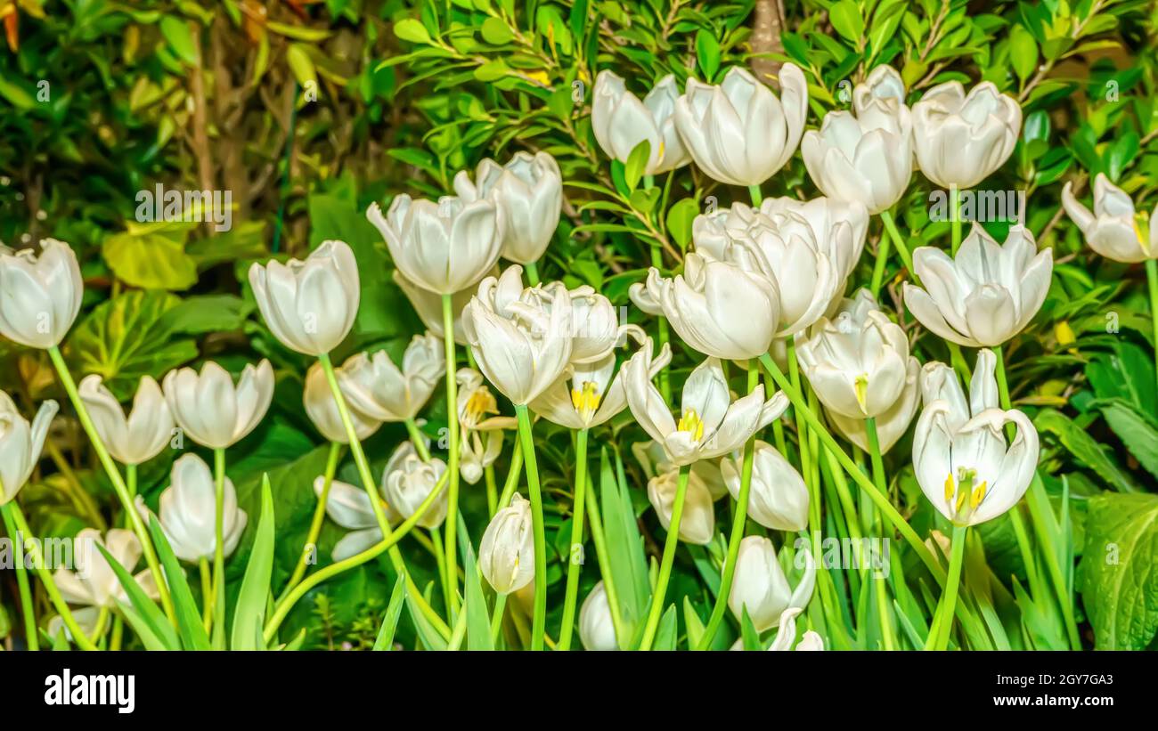 White tulip prominent and beautiful in the garden Stock Photo - Alamy