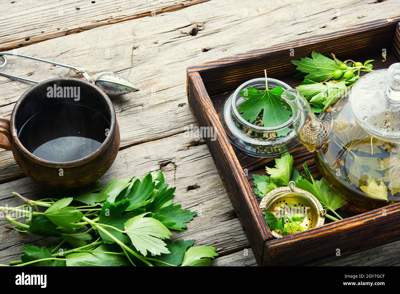 Brewed herbal tea in a stylish glass teapot.Currant leaf tea, herbal tea Stock Photo - Alamy