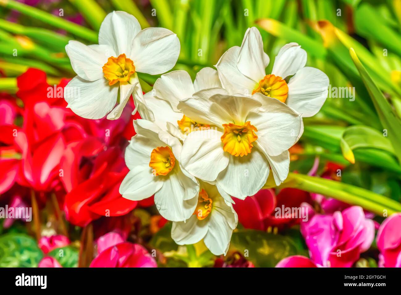 The flowers are beautiful and refreshing on a nature background Stock ...