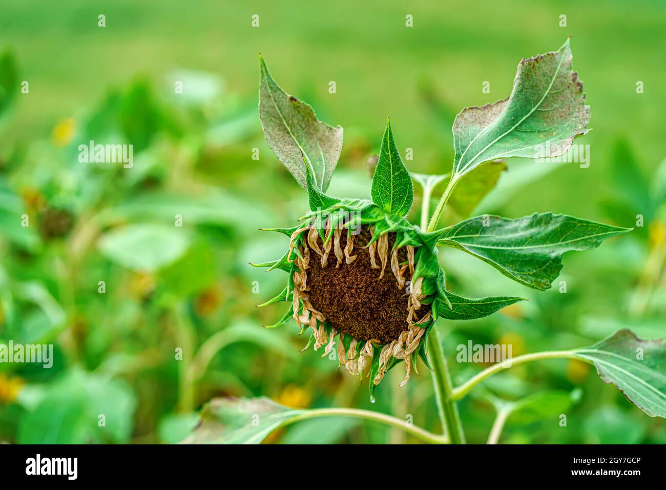 The sunflower are dead in field of sunflowers on a sunny day Stock ...