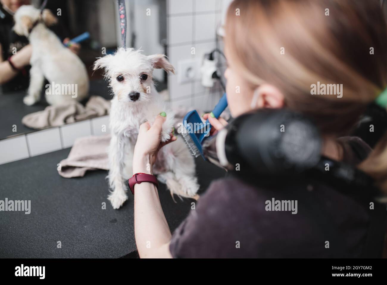 Grooming of dogs and small animals in the grooming salon Stock Photo ...