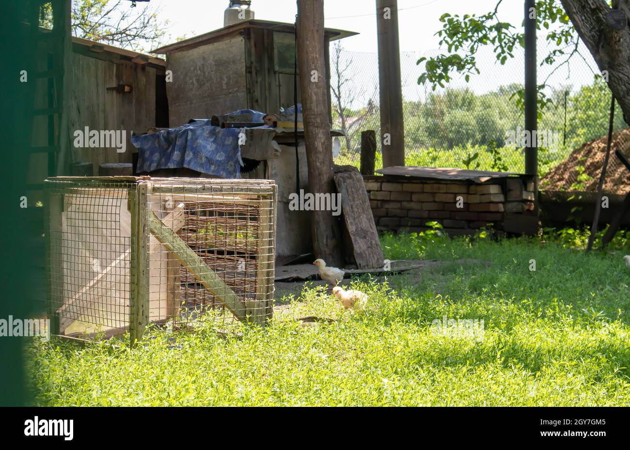 Organic natural red and white rustic chicken roaming the countryside ...